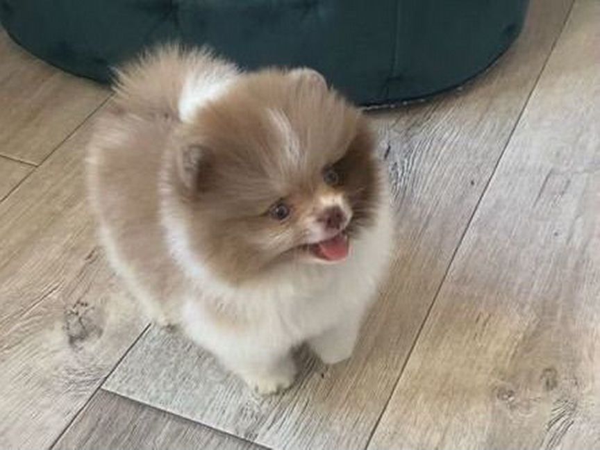 Померанский шпиц медвежьего типа