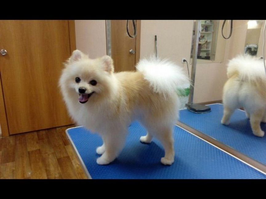 Немецкий шпиц бесплатно