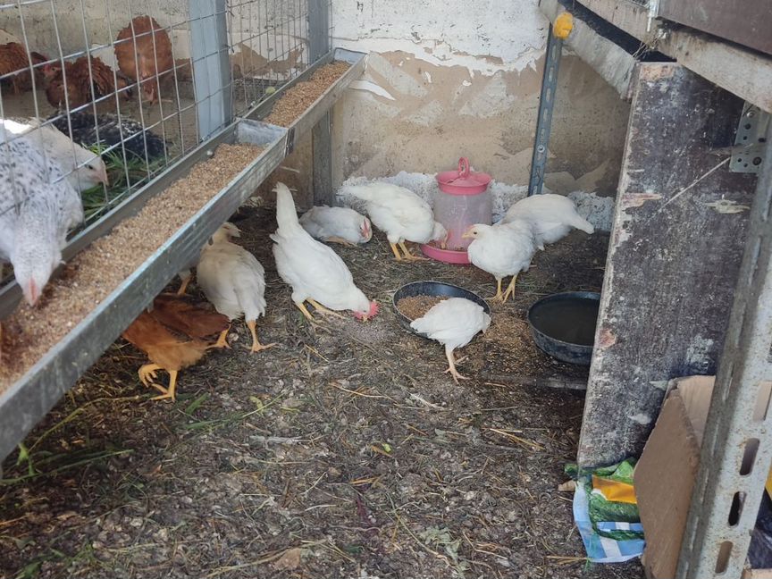 Молодые петушки