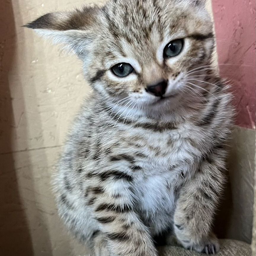 Котята саванна ф2