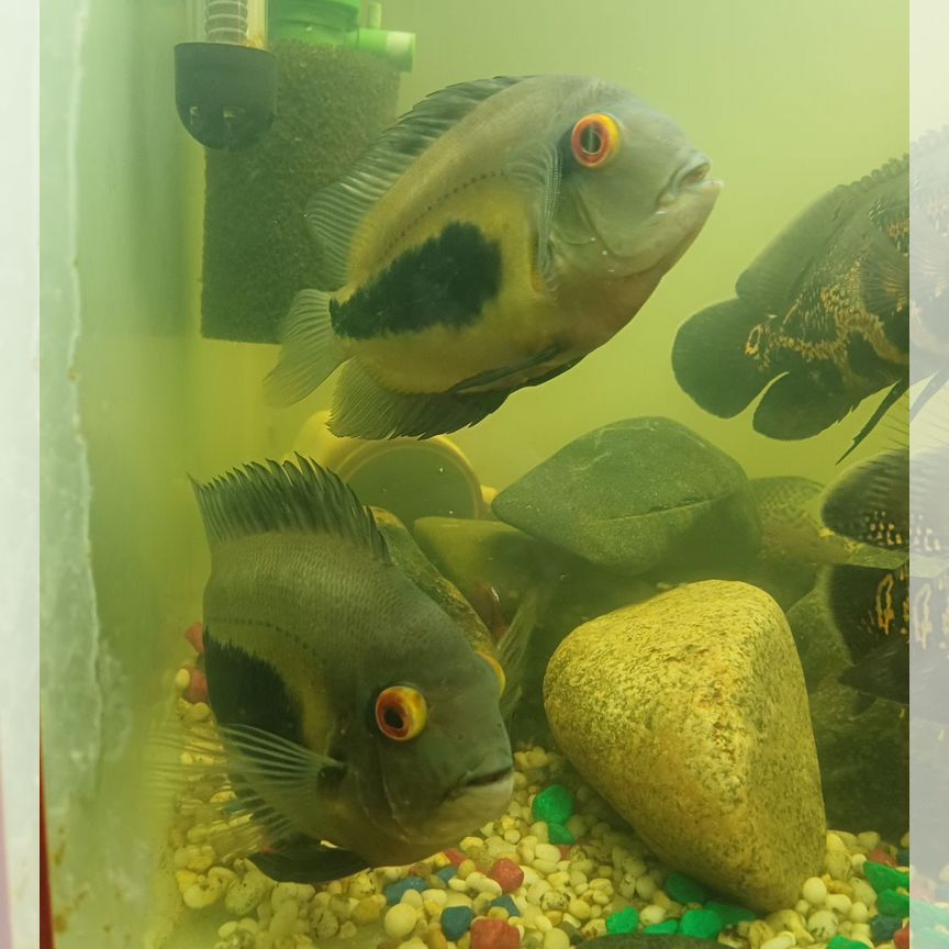 Уару аквариумные рыбки