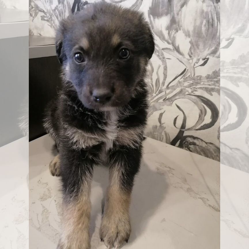 Щенок в добрые руки