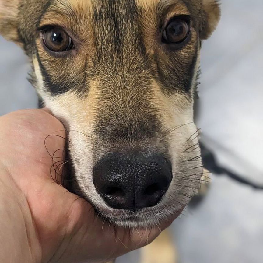 Щенок в добрые руки