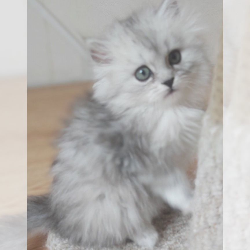 Шотландский прямоухий длинношёрстный котёнок