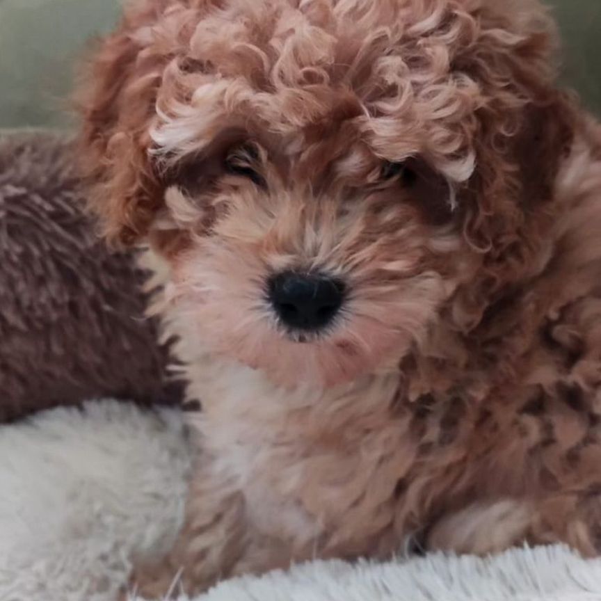 Той-пудель, щенок