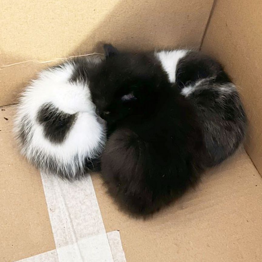 Милые котята бесплатно