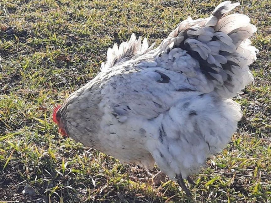 Цыплята мясо-яичного направления