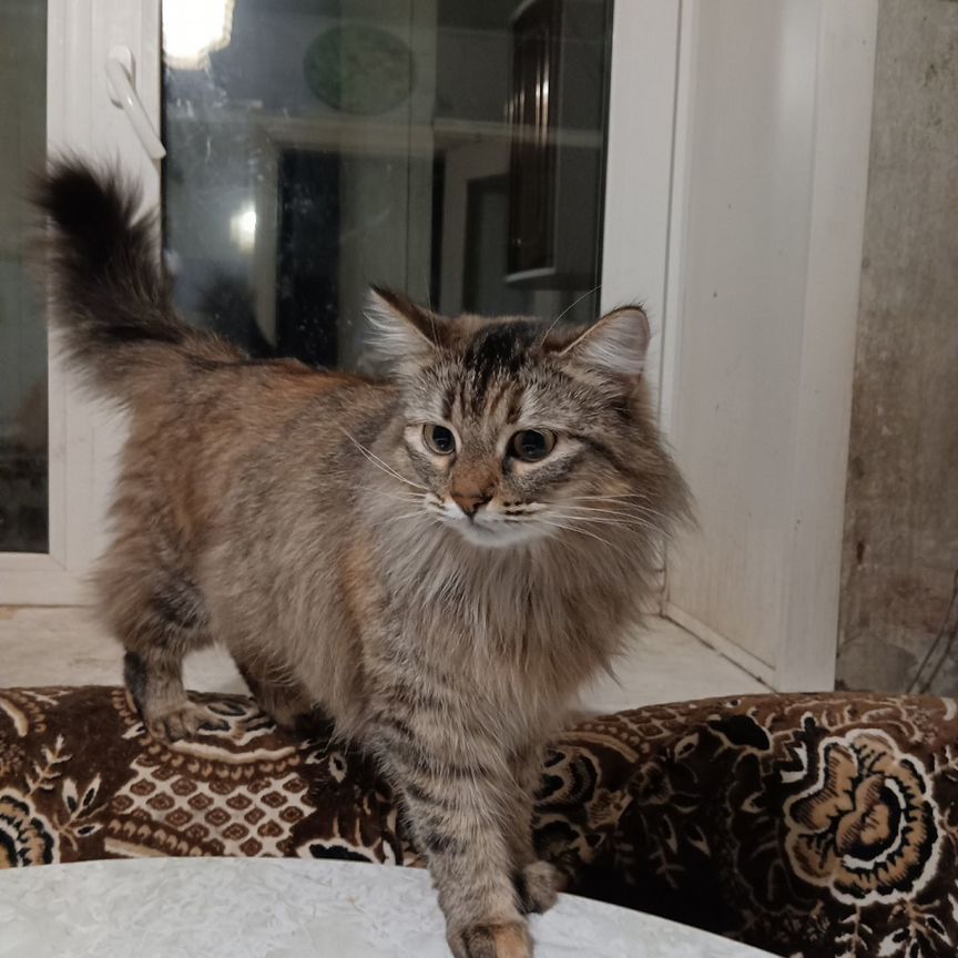 Молодая кошечка ищет семью