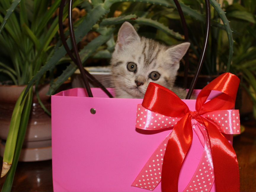 Котенок лучший подарок на 8 марта