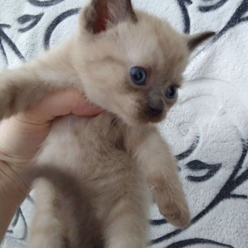Тайские котята