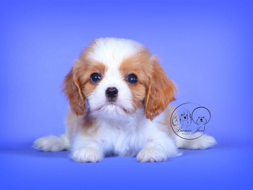 Кавалер кинг чарльз спаниель щенки