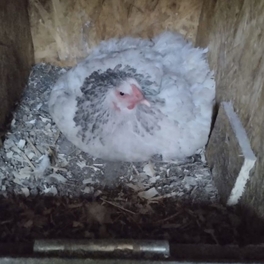 Курица клуша