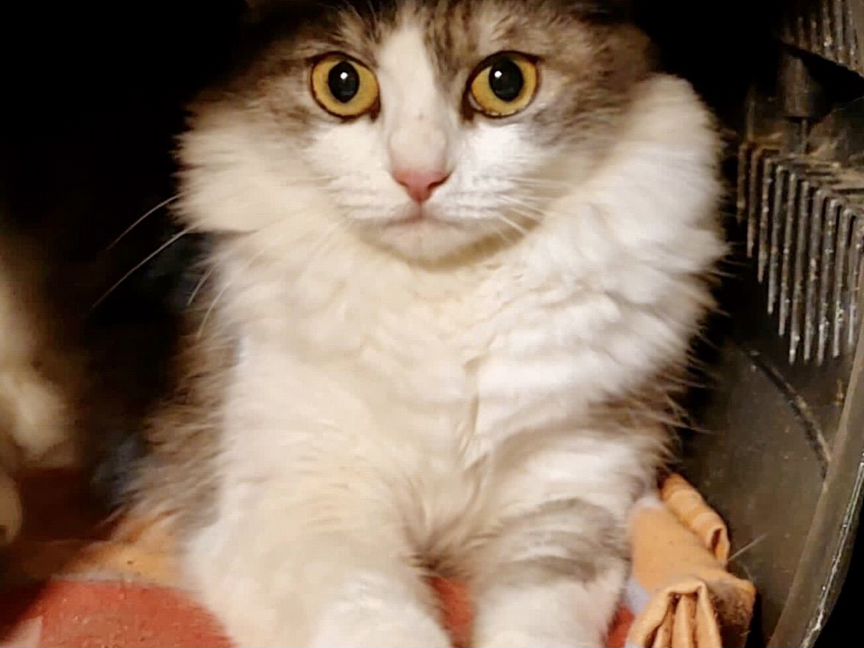 Молоденькая чудесная пушистая кошечка