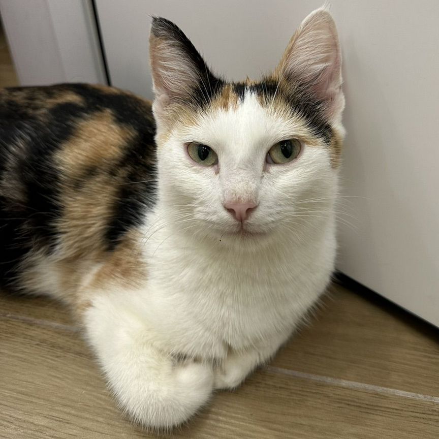 Взрослая кошка в добрые руки