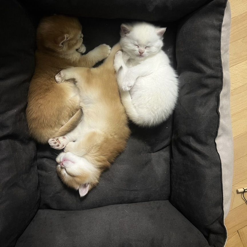 Британский короткошёрстный котёнок