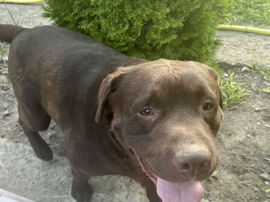 Лабладор для вязки