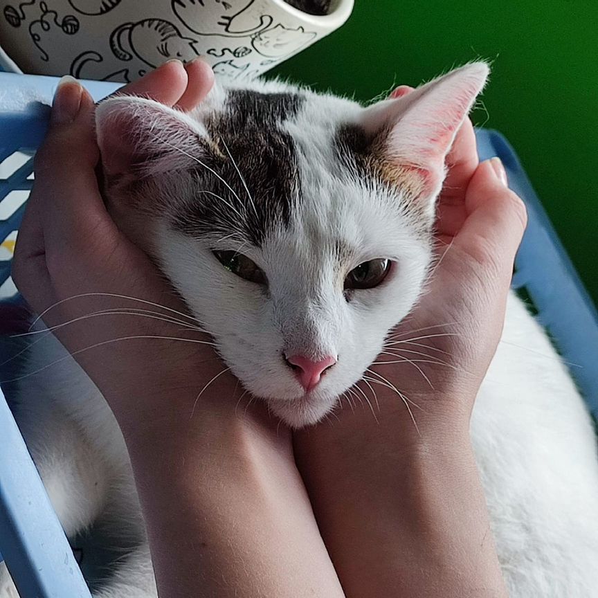 Кошка Катя-Кэт