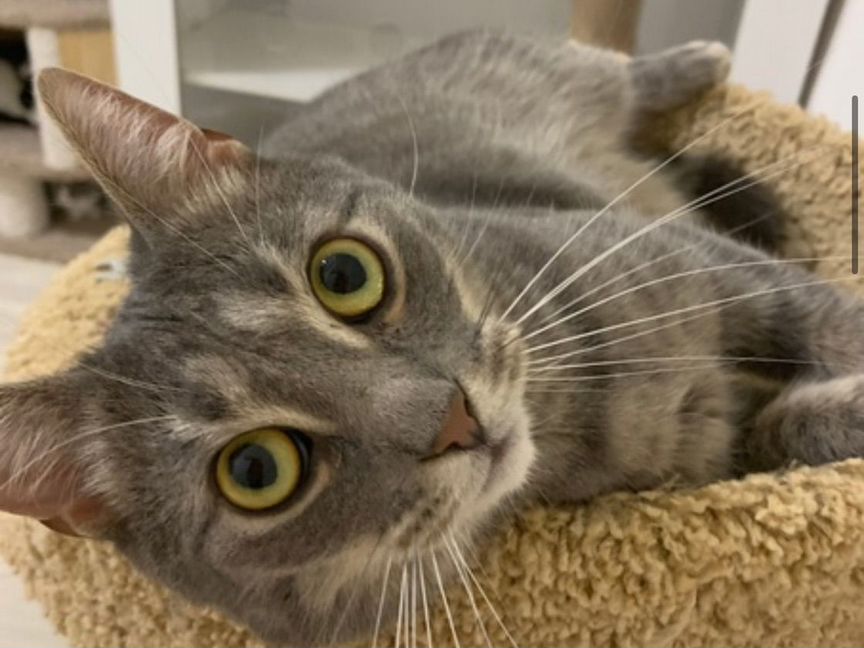 Кот Мышонок