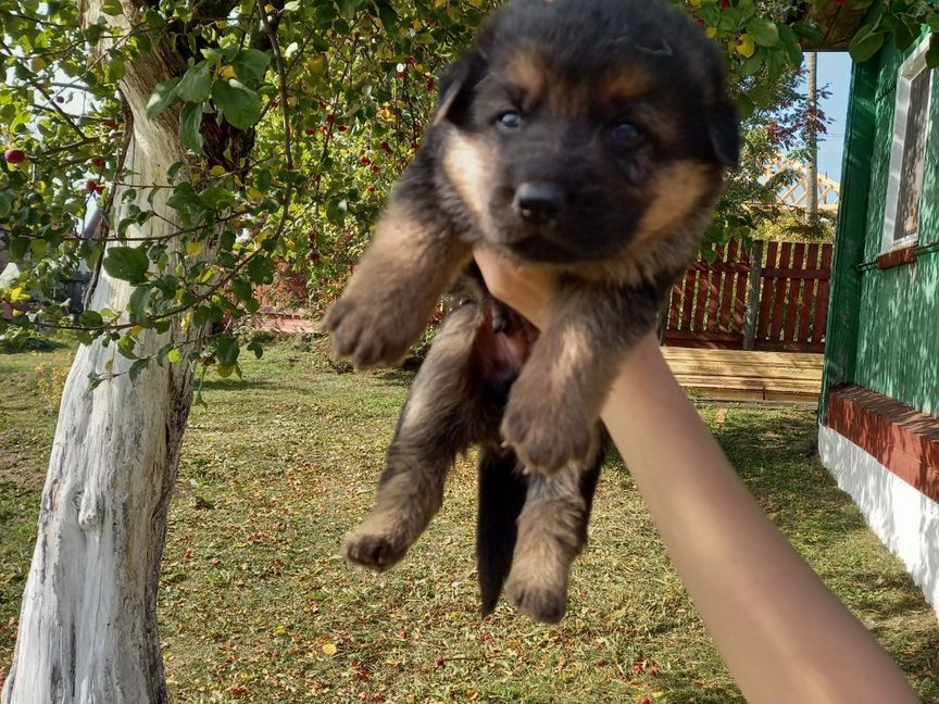 Собаки щенки немецкая овчарка