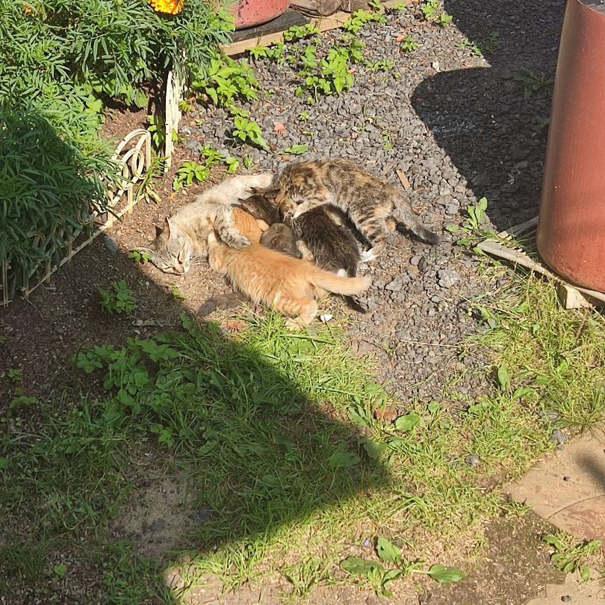 Отдам котенка / котят