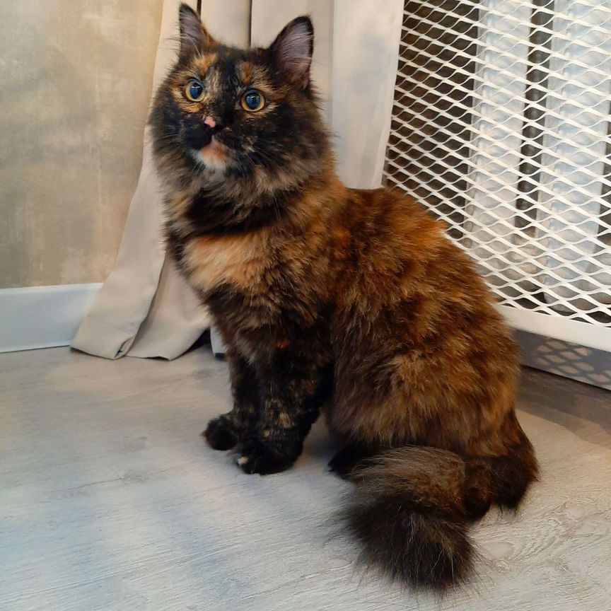 Диана 1,5 годика в добрые руки