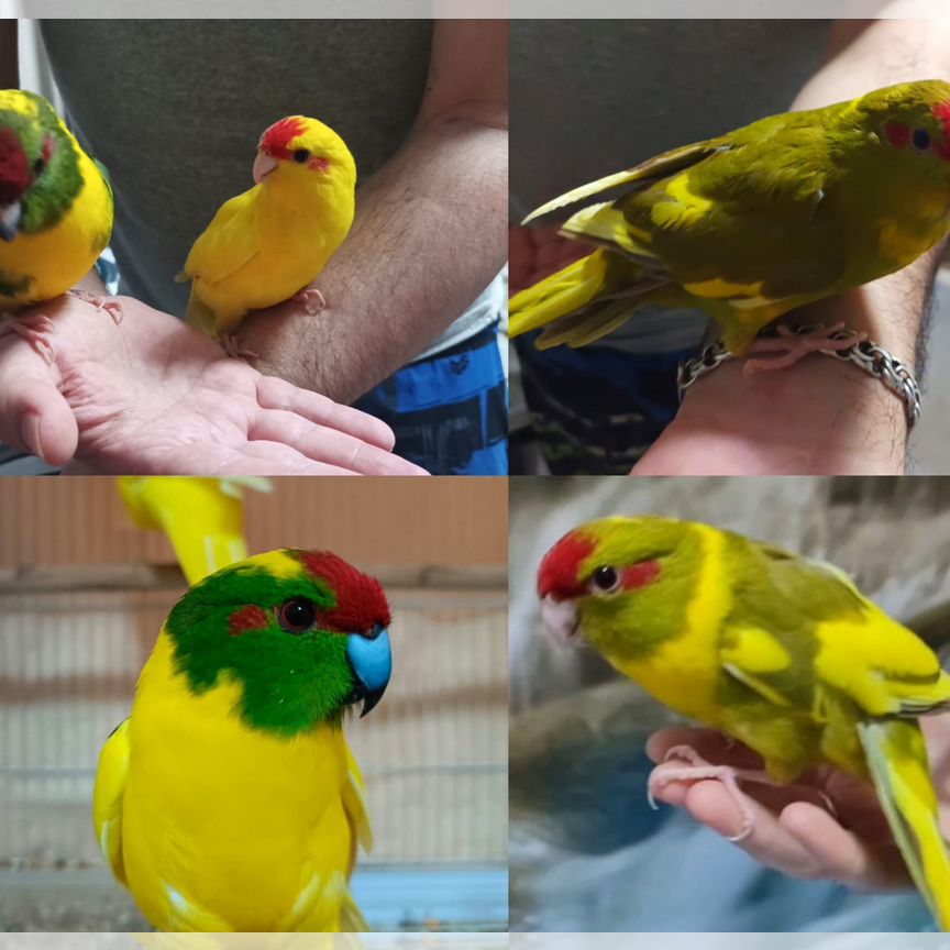 Попугай Какарик