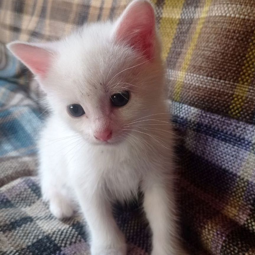 Снежный котенок гермофродит 1,5 мес