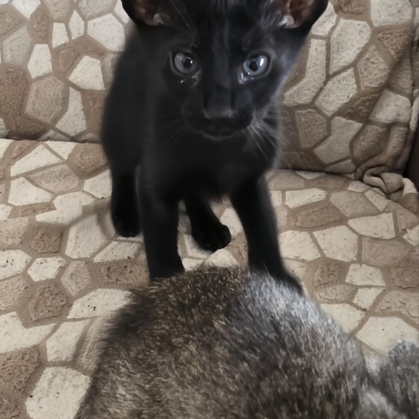 Ориентальный котёнок