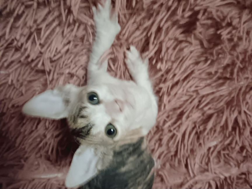 Донской сфинкс котята браш