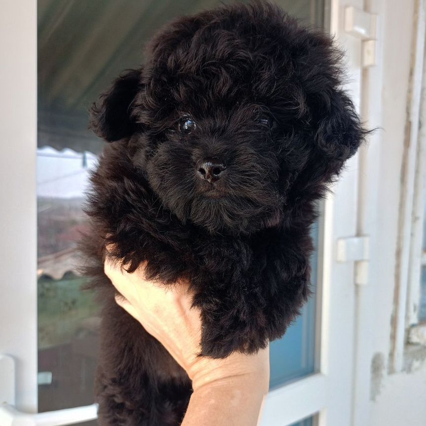 Мальтипу, щенок