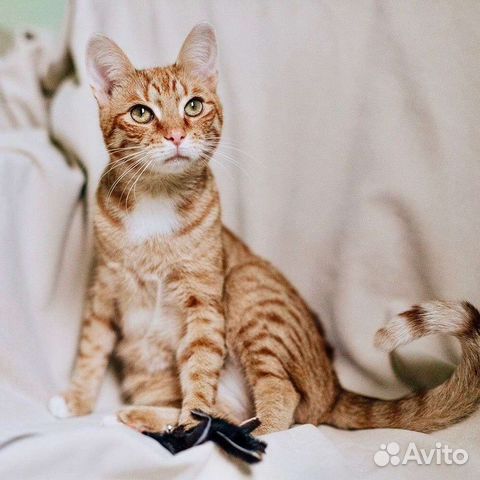 Рыжий Честер кот компаньон