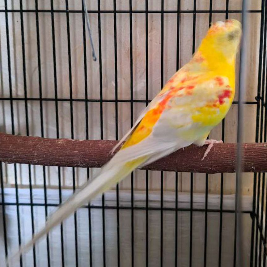 Попугай певчий самец