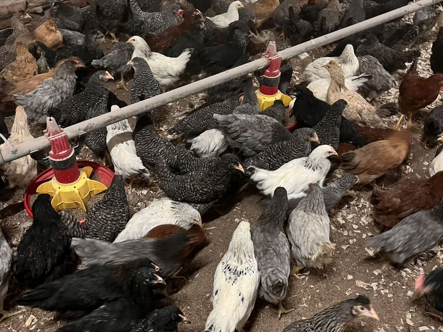 Куры несушки разных пород