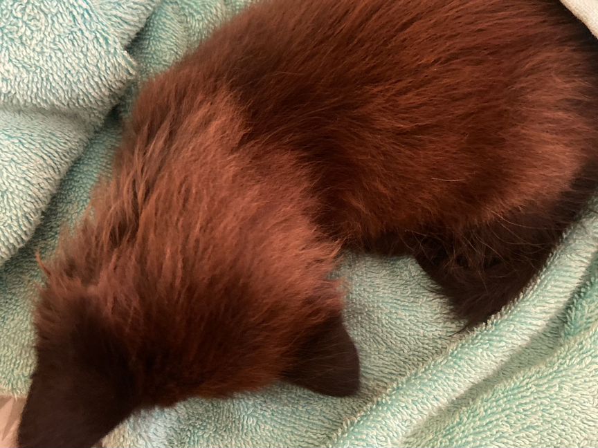 Котята в добрые руки бесплатно