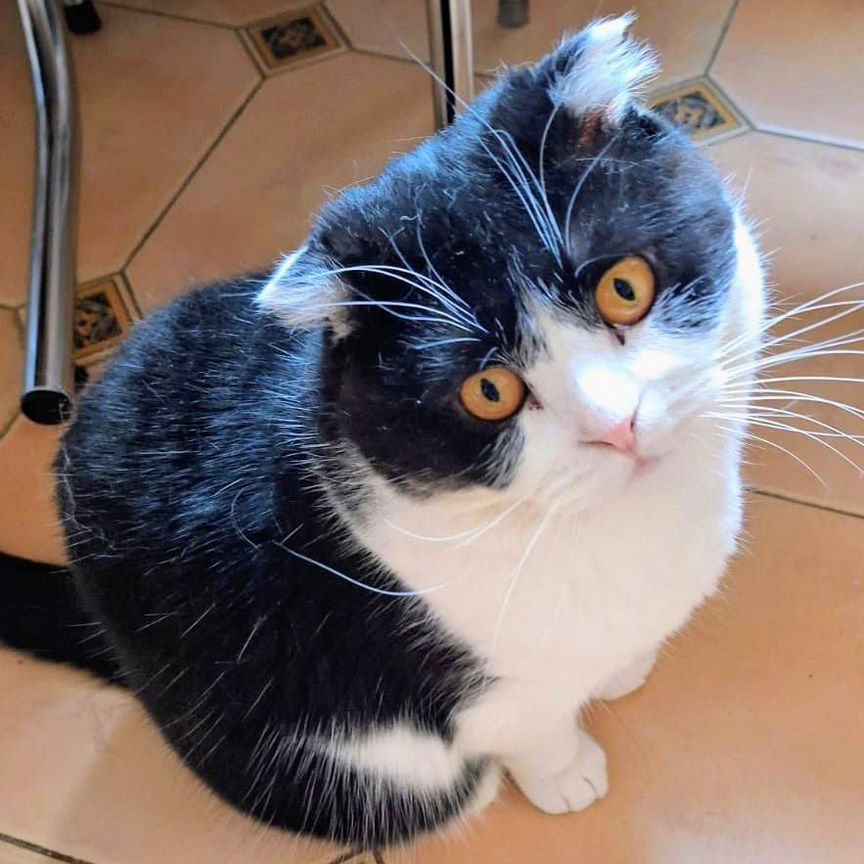 Шотландский вислоухий длинношёрстный кот, взрослый