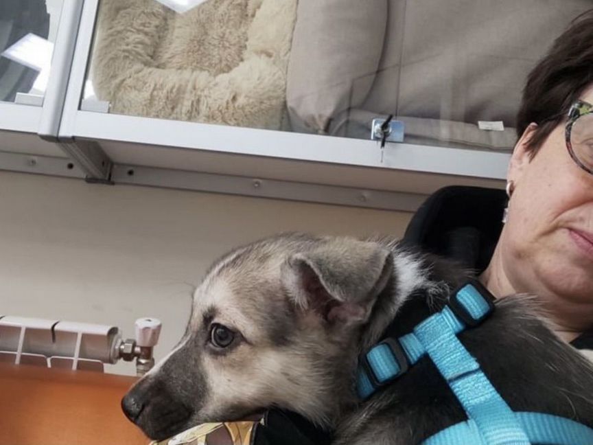 Щенок в добрые руки размер сибаину