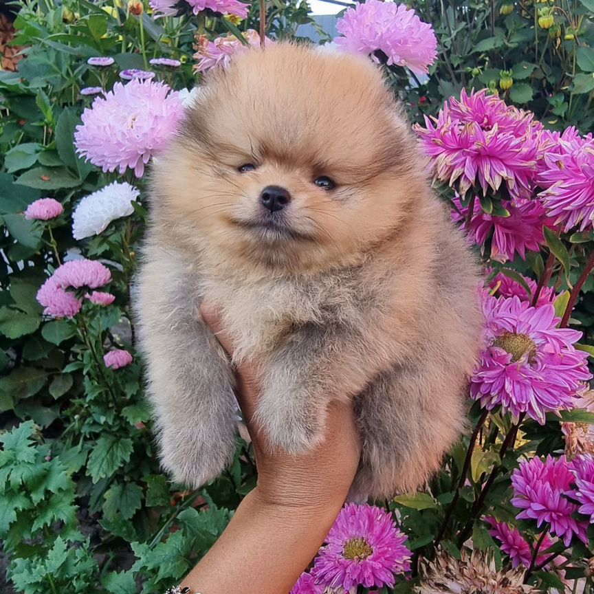 Померанский шпиц мини мальчик