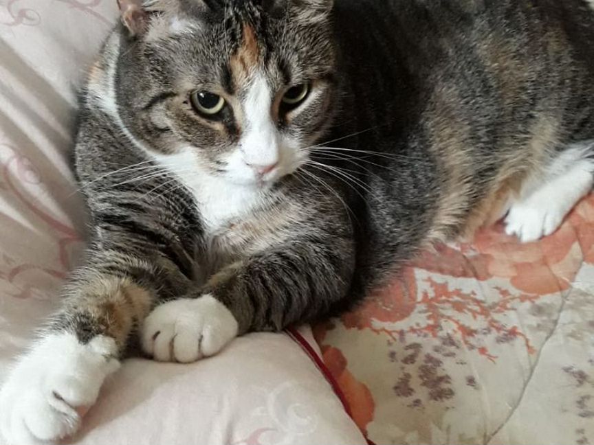 Кошечка Василиса