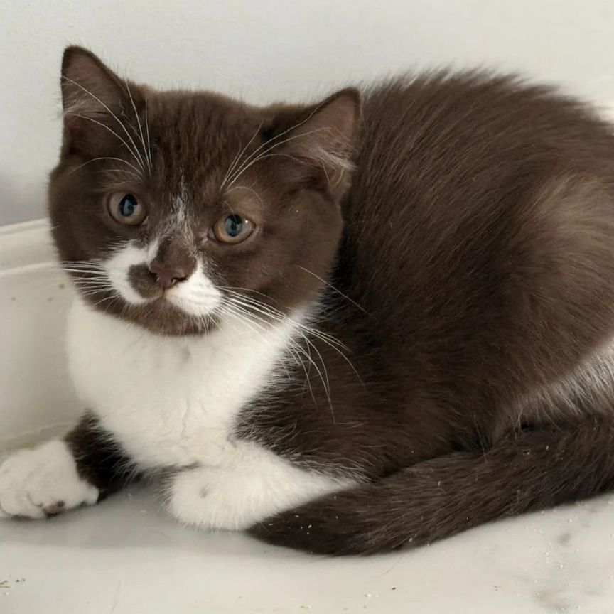 Британский короткошёрстный котёнок