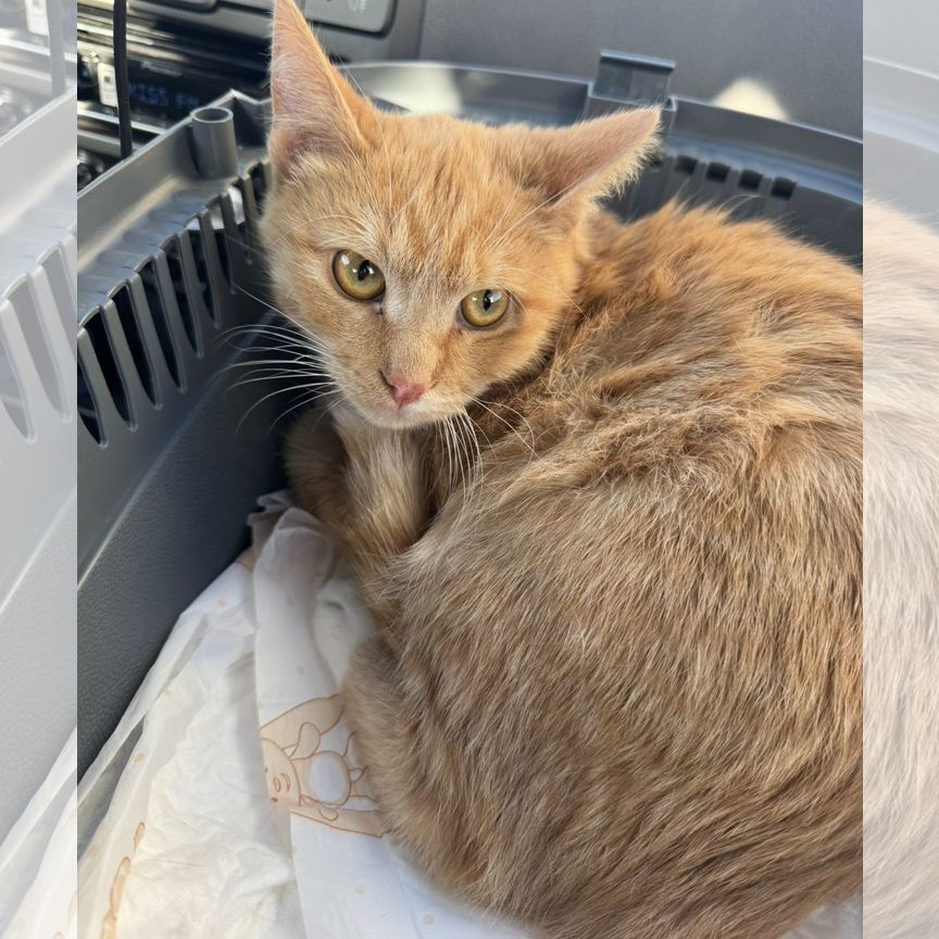 Котёнок в добрые руки