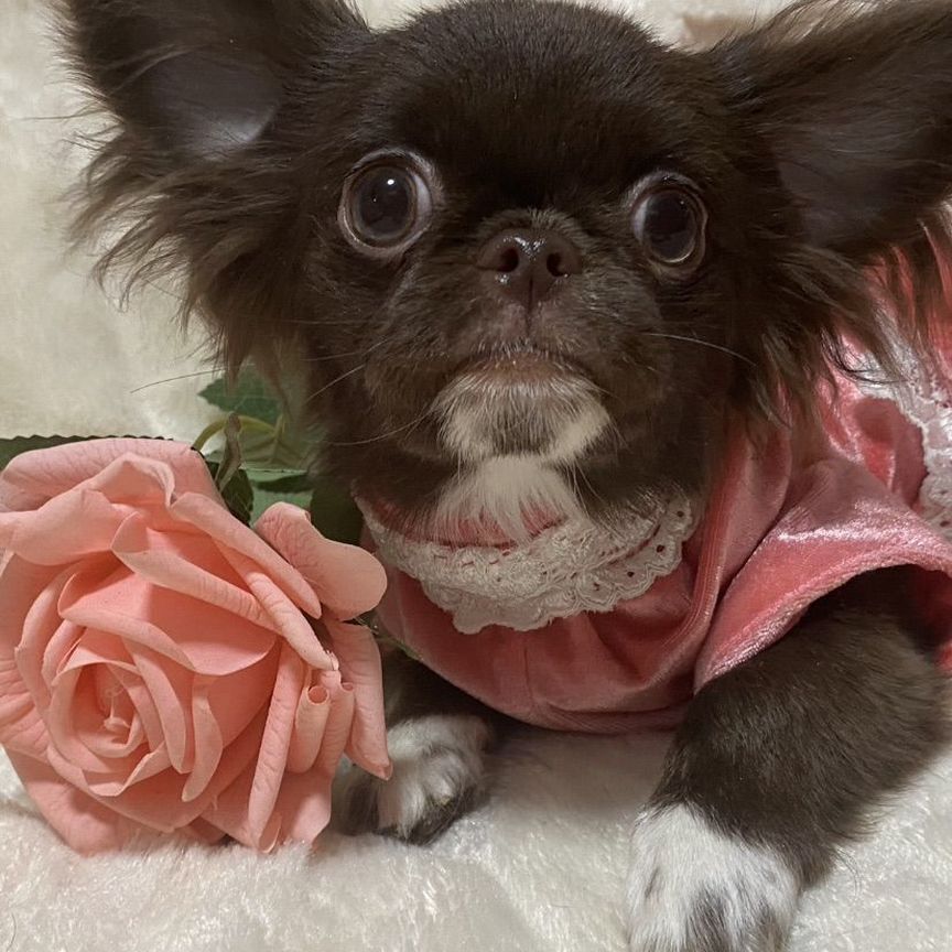 Чихуахуа, щенок