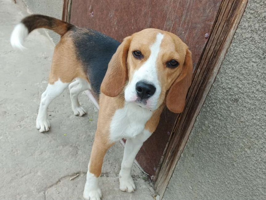 Вязка кобель бигль