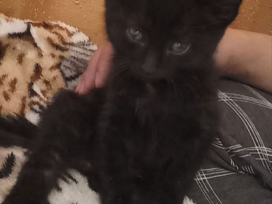 Кошка