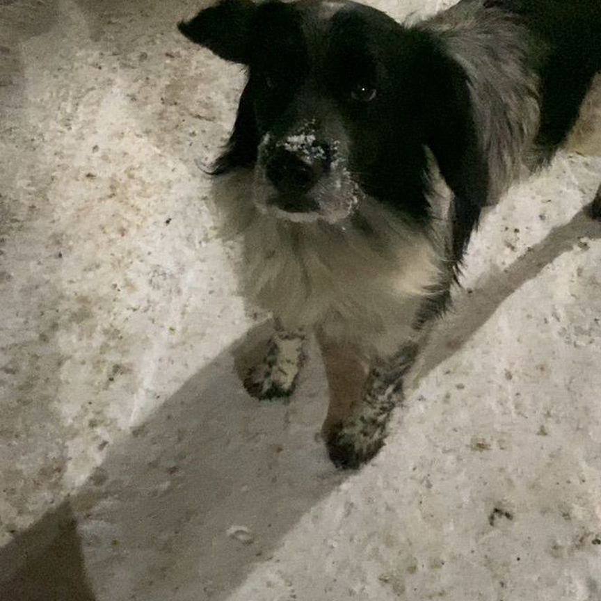 Найдена собака