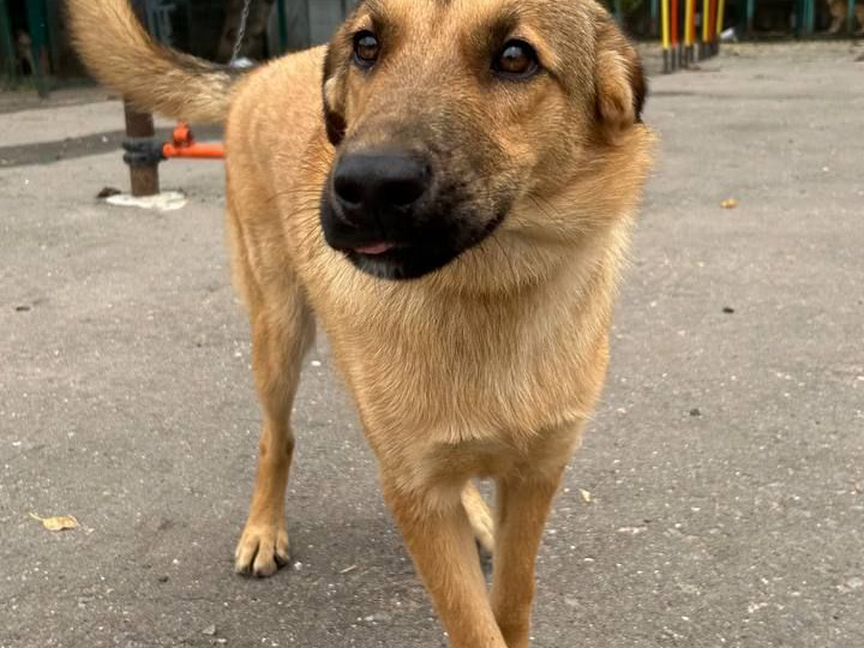 Спасите Смурфика Собака в добрые руки