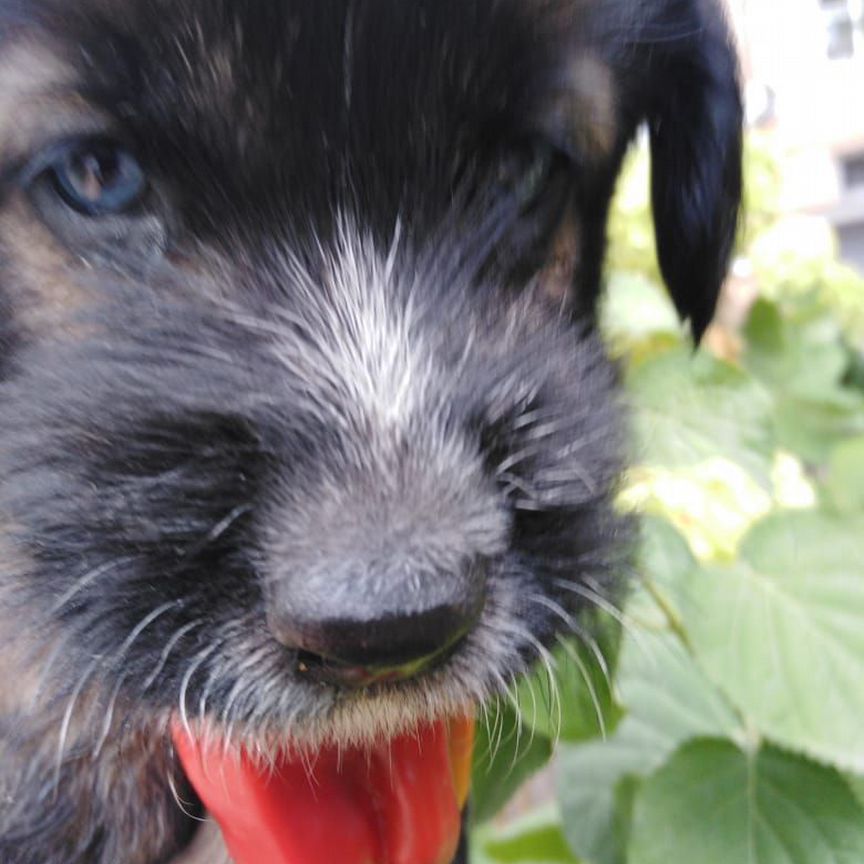 Девочка - метис 1 месяц