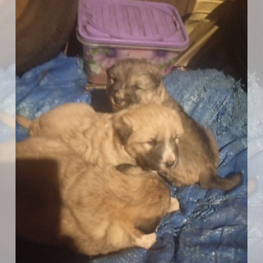 Щенок в добрые руки