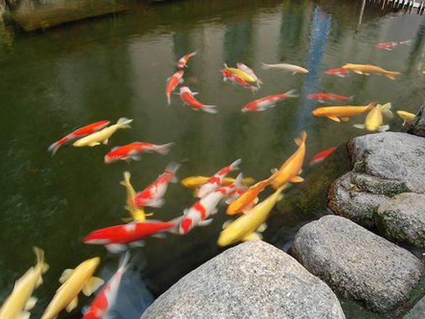 Рыбки для ваших водоемов, водные гиацинты, пистия