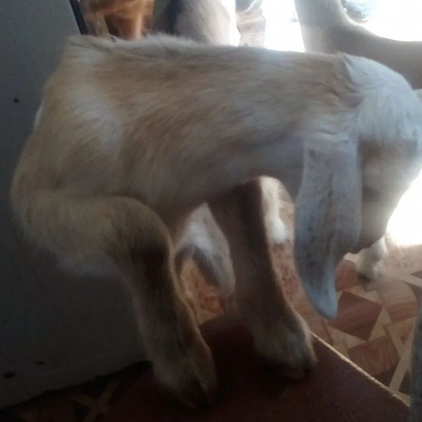 Продукты на корм животным