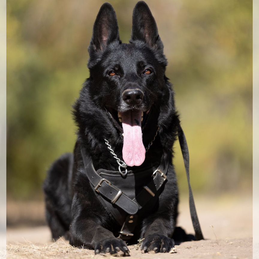 Немецкая овчарка вязка